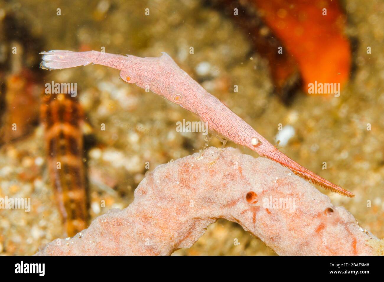 Ocellated tozeuma shrimp hi-res stock photography and images - Alamy