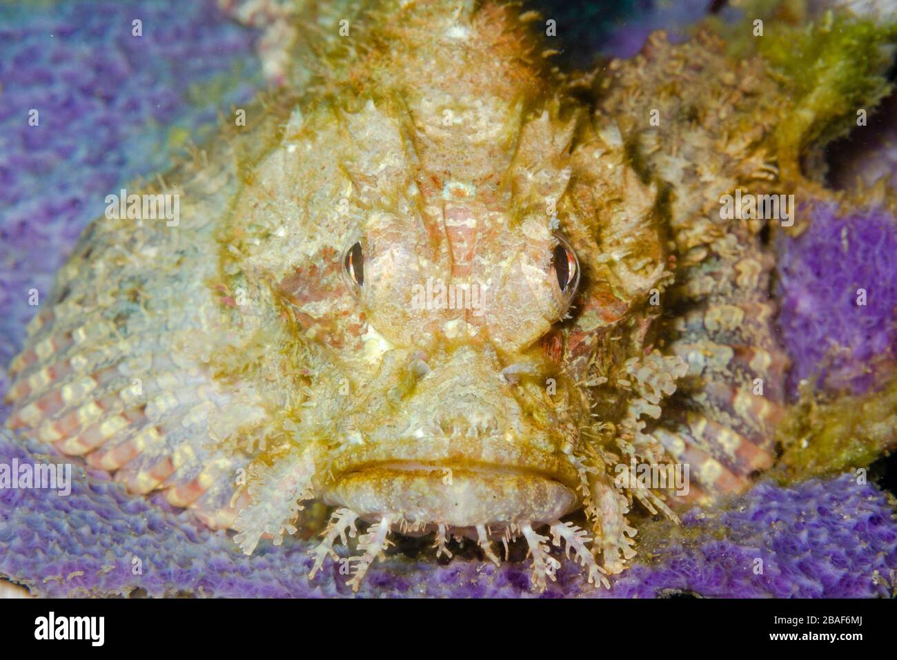 Tassled scorpionfish hi-res stock photography and images - Alamy