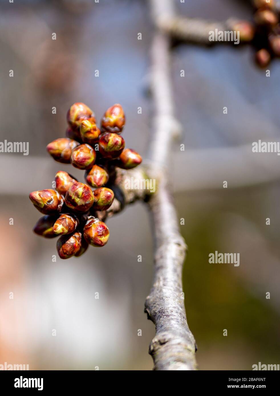 Fruit tree branch with fresh buds in spring Stock Photo - Alamy