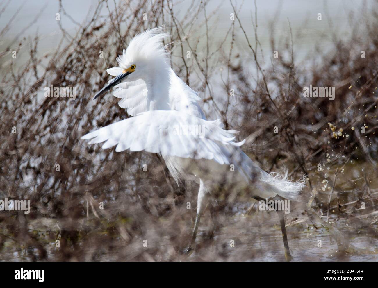 Chasing the bird hi-res stock photography and images - Alamy