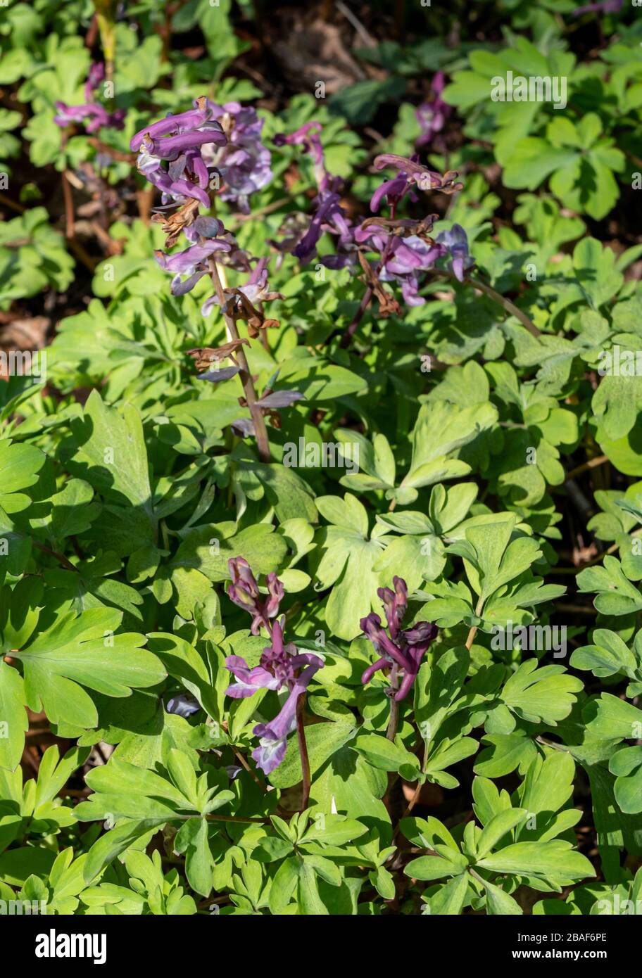 Fingered larch spur Corydalis solida blooms in spring Stock Photo - Alamy