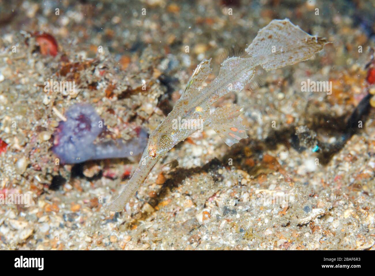 Robust Ghost Pipefish Solenostomus Cyanopterus High Resolution Stock ...