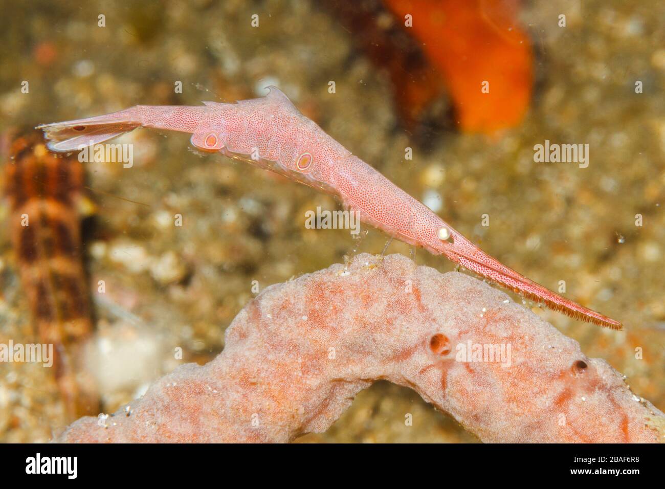 Ocellated Tozeuma shrimp (tozeuma lanceolatum) Lembeh Strait, Indonesia ...