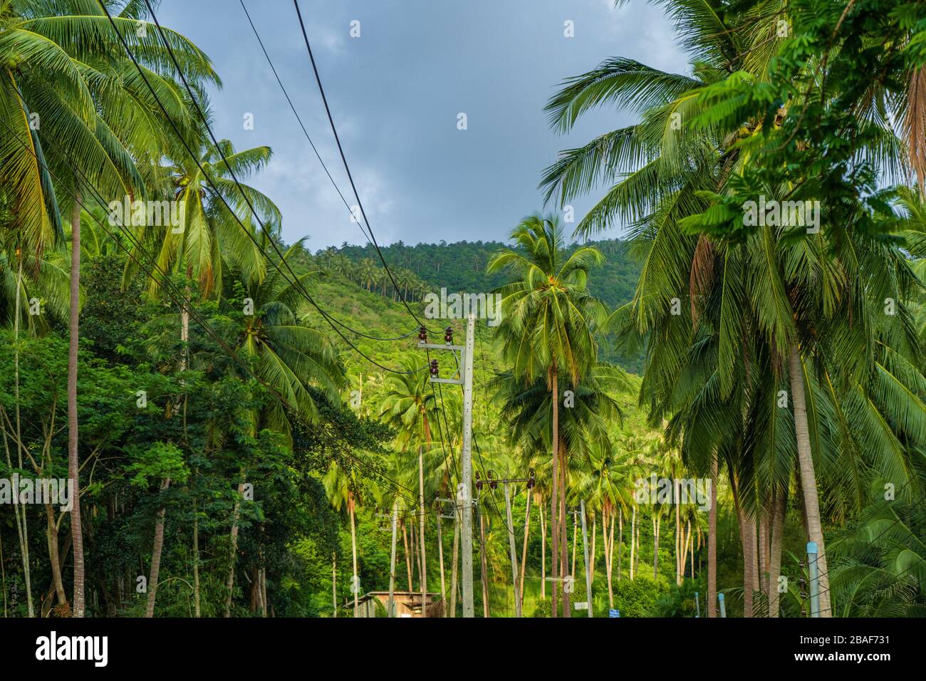 palm grove. Palm trees in the tropical jungle. Symbol of the tropics ...