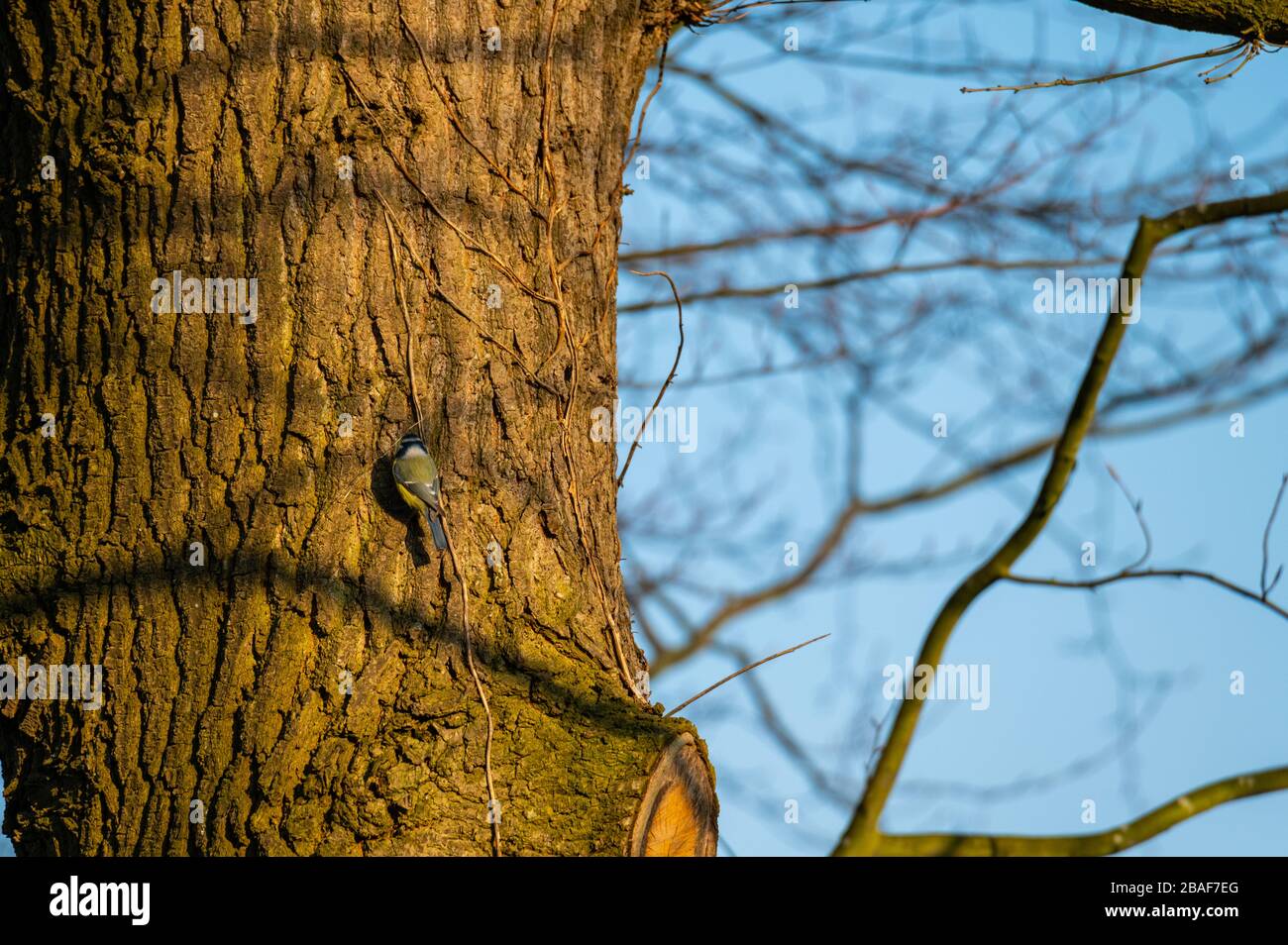 small songbirds sit in the trees and enjoy the warm sun Stock Photo - Alamy