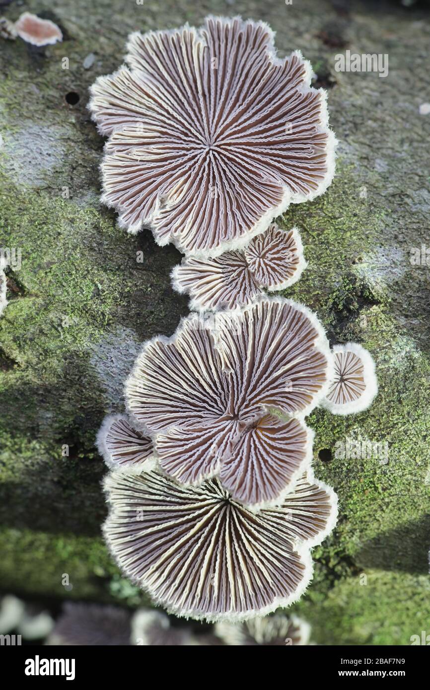 Schizophyllum commune, known as split gill or splitgill mushroom, wild ...