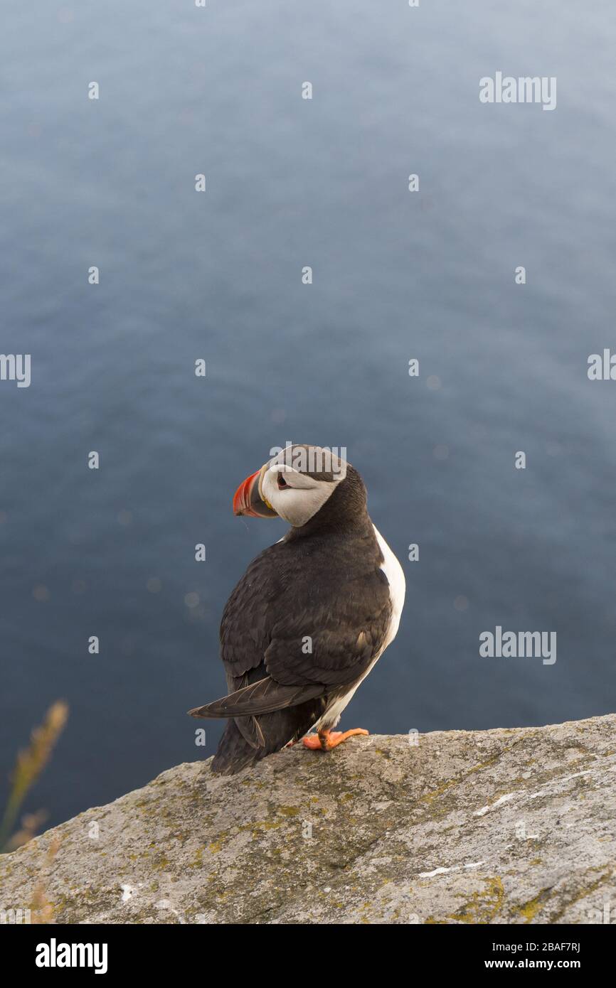 puffin on the coast Stock Photo - Alamy