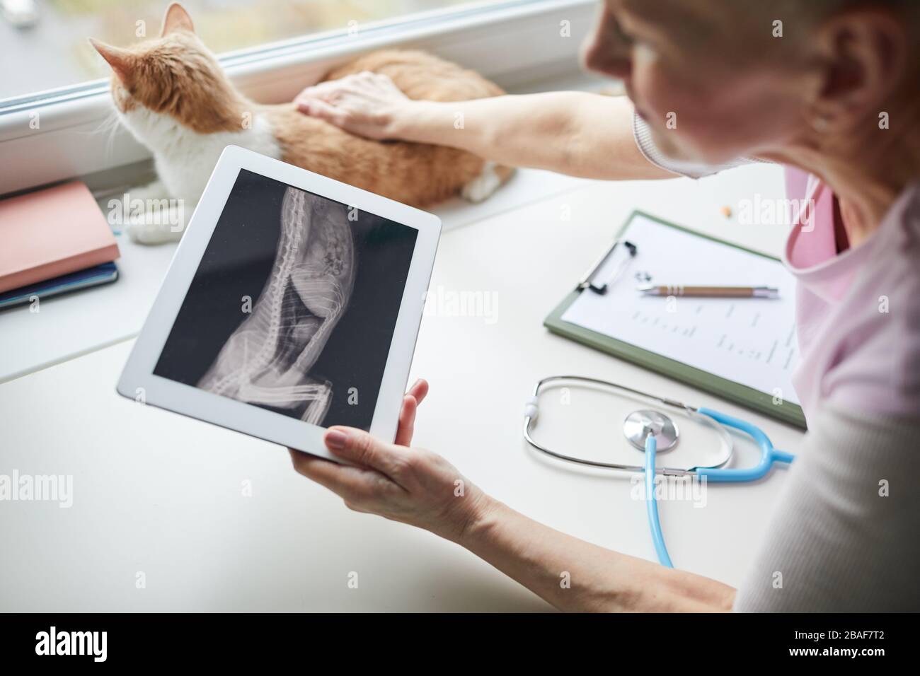 Close-up of vet doctor holding digital tablet and examining the x-ray ...