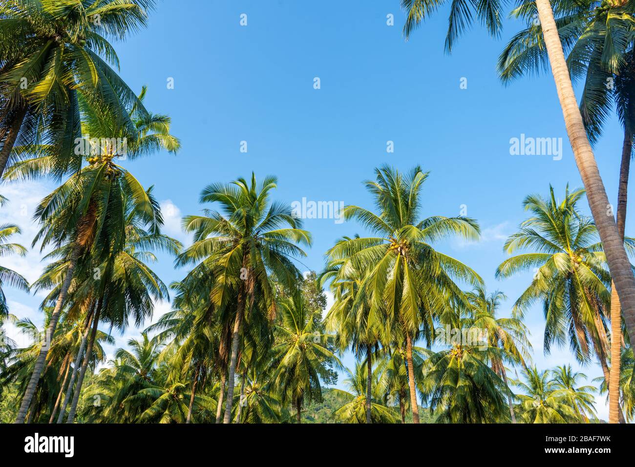 palm grove. Palm trees in the tropical jungle. Symbol of the tropics ...