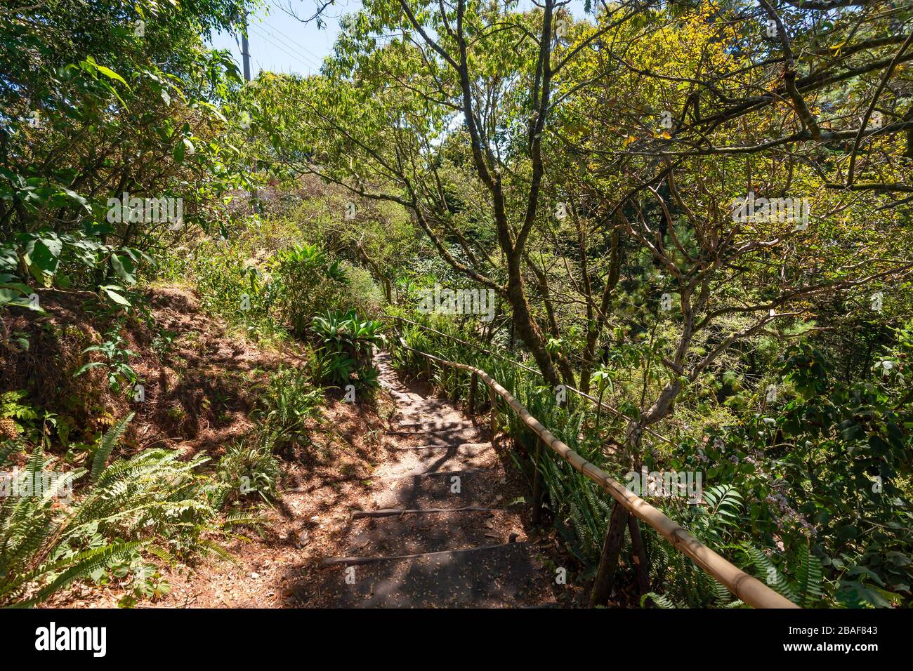 Stairs with wooden handrail in El Boquerón National Park, in the top of ...