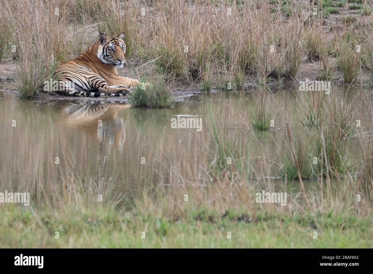 India, Madhya Pradesh, Bandhavgarh National Park. Young male Bengal ...