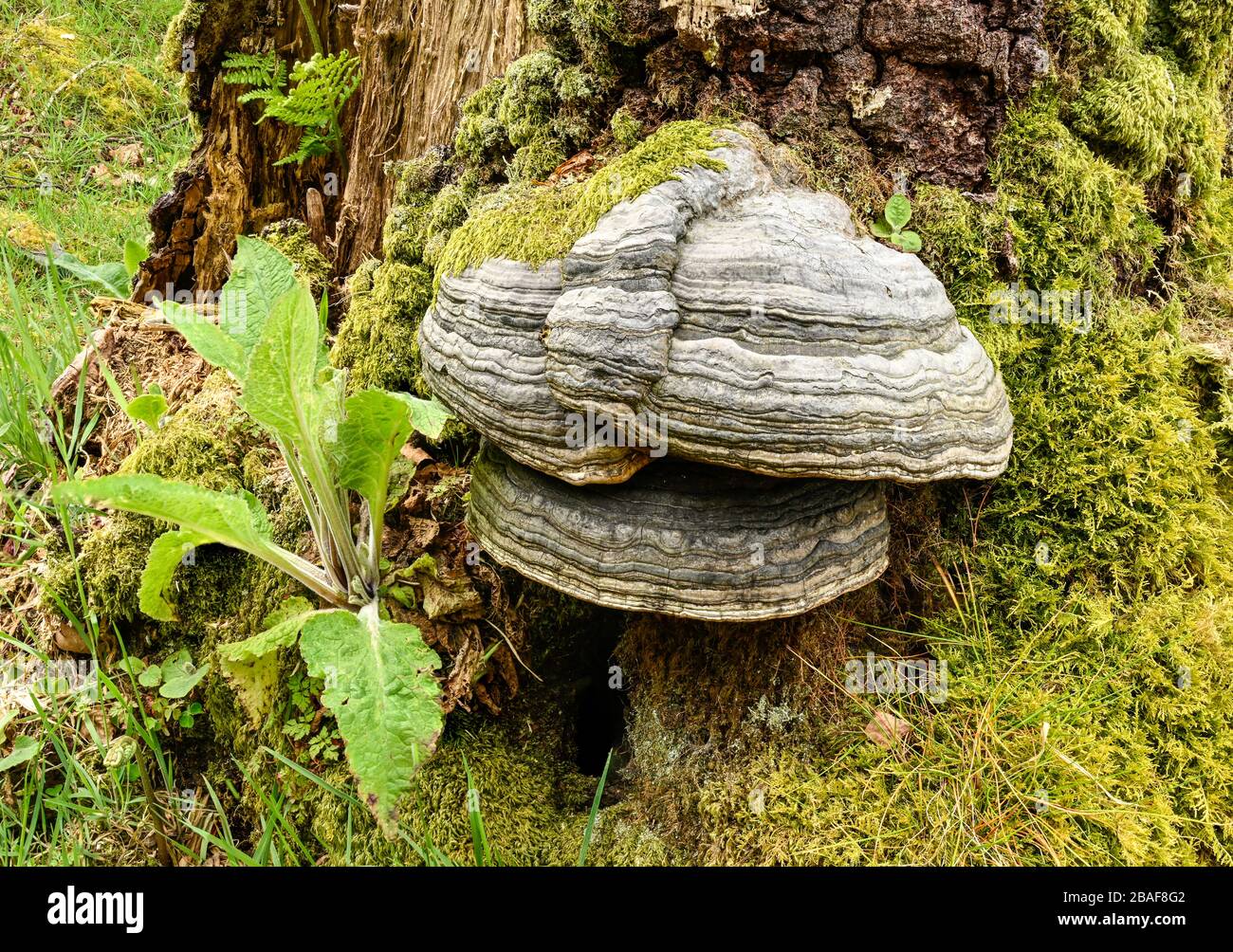 Common tree fungus hi-res stock photography and images - Alamy