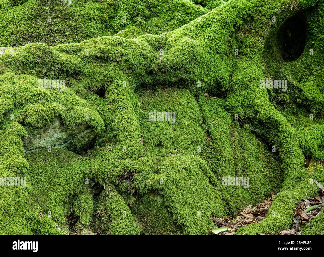 Green moss growing over tortuous tree roots Stock Photo - Alamy