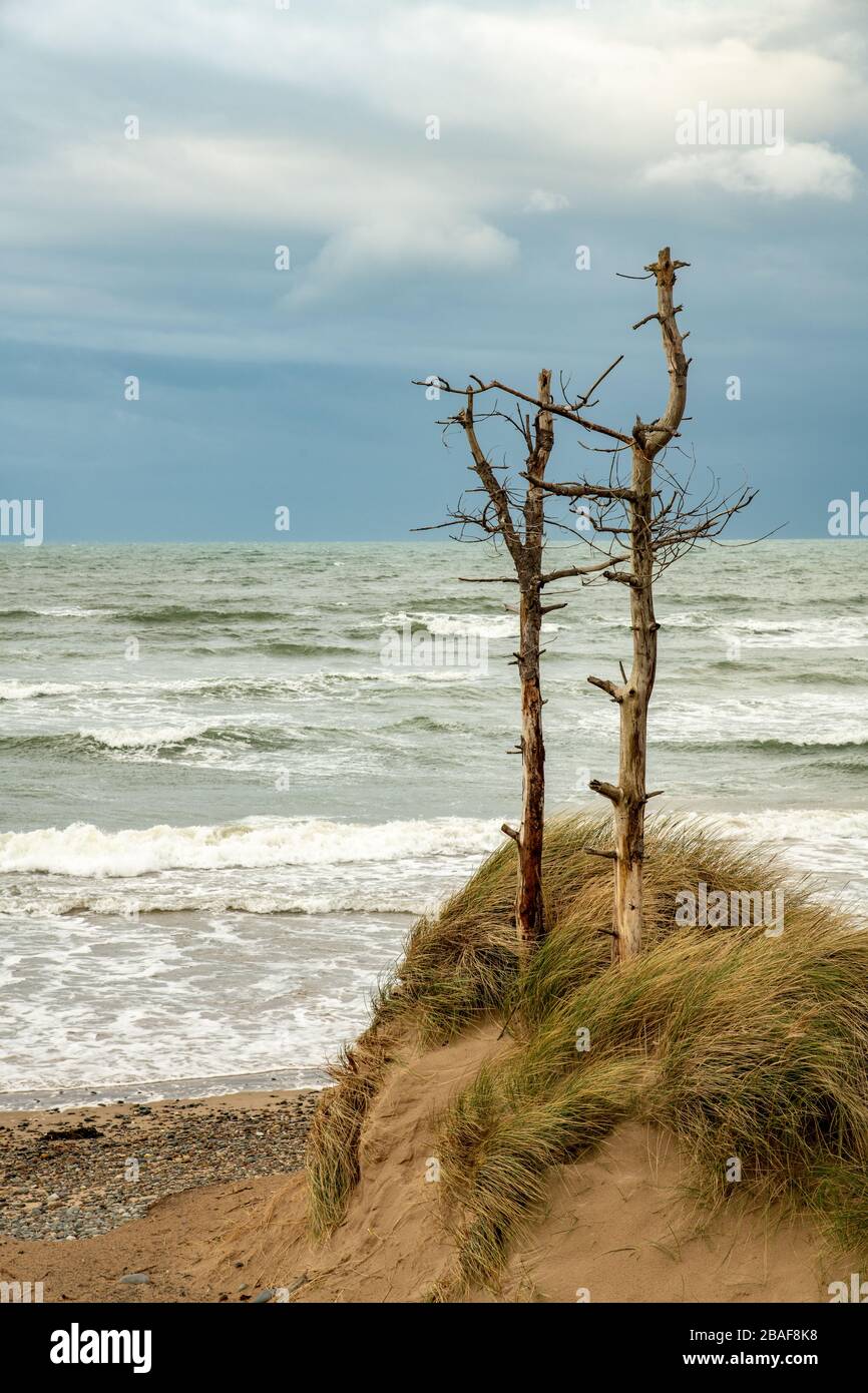 Dead trees in the sand dunes on Newborough Beach (portrait format Stock ...