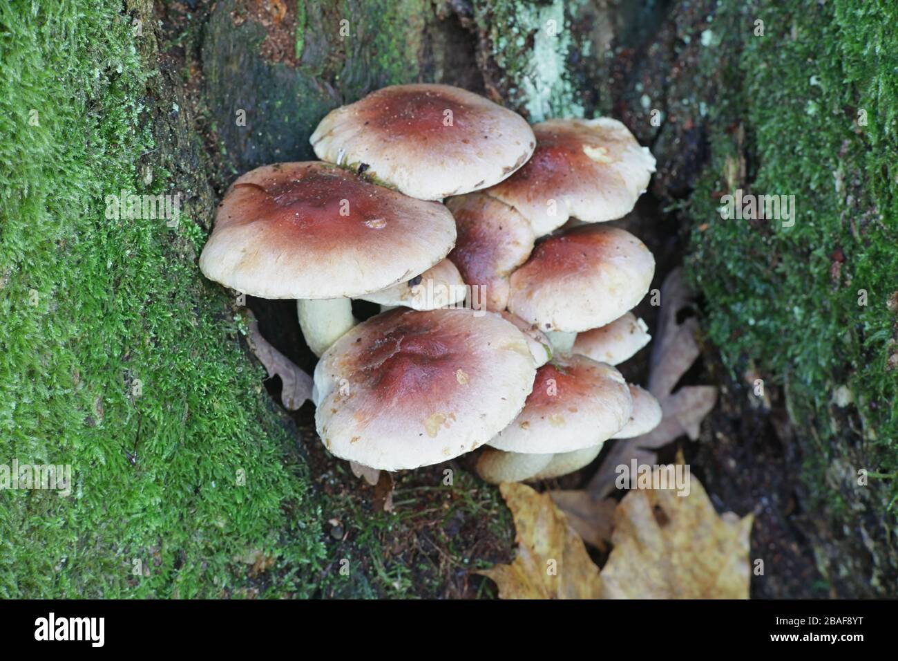 Hypholoma lateritium, known as bricktuft or brick cap mushroom, wild ...