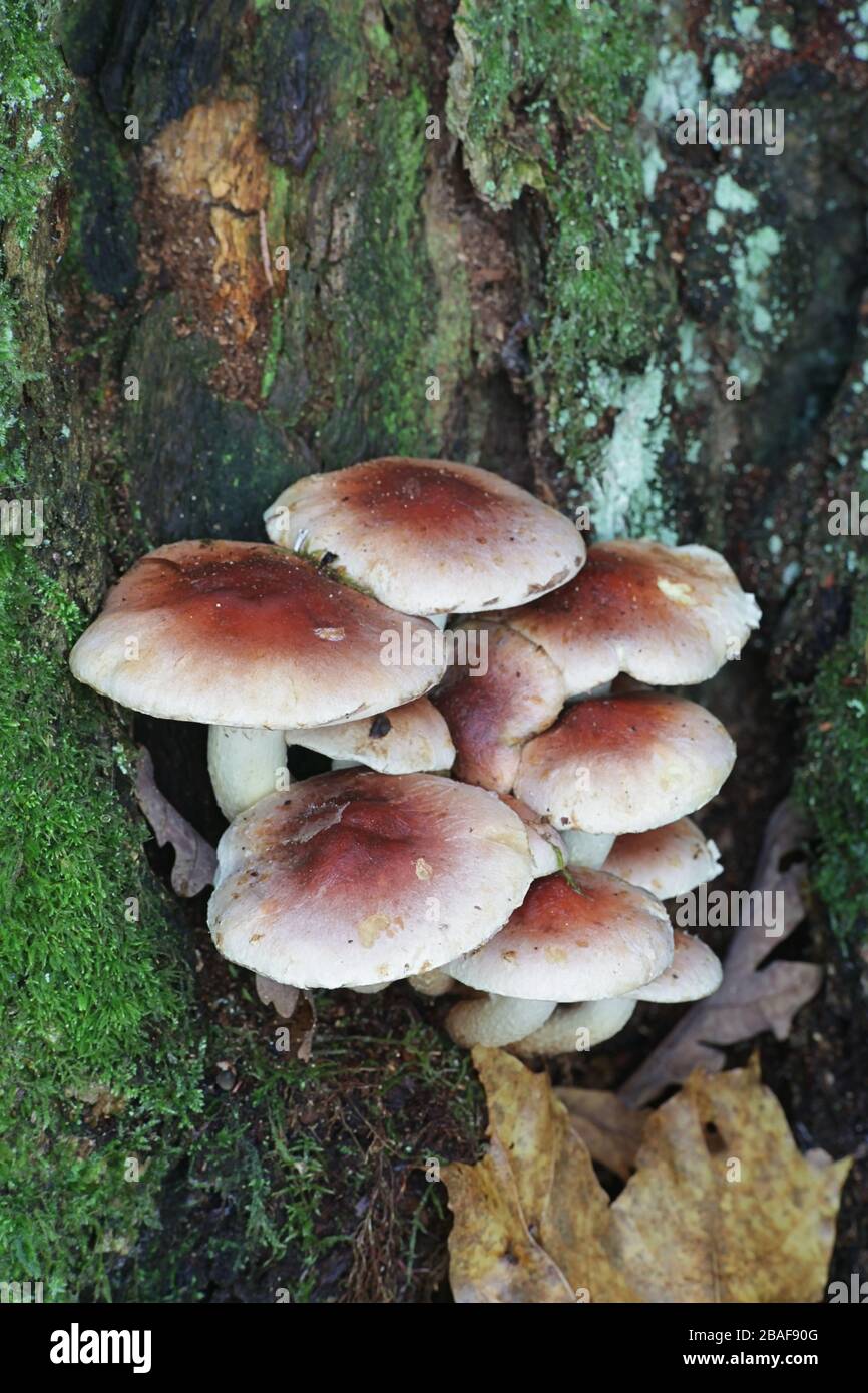 Hypholoma lateritium, known as bricktuft or brick cap mushroom, wild ...