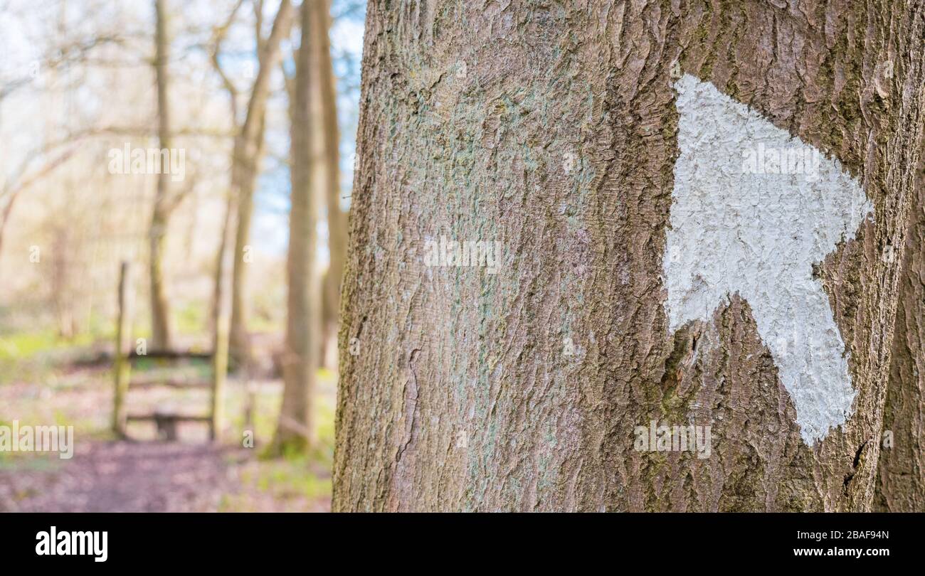 Chiltern Hills, The Ridgeway National Trail, Oxfordshire, England, UK ...