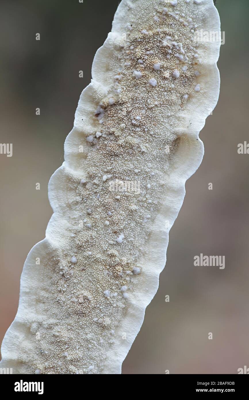 Netted crust fungus hi-res stock photography and images - Alamy