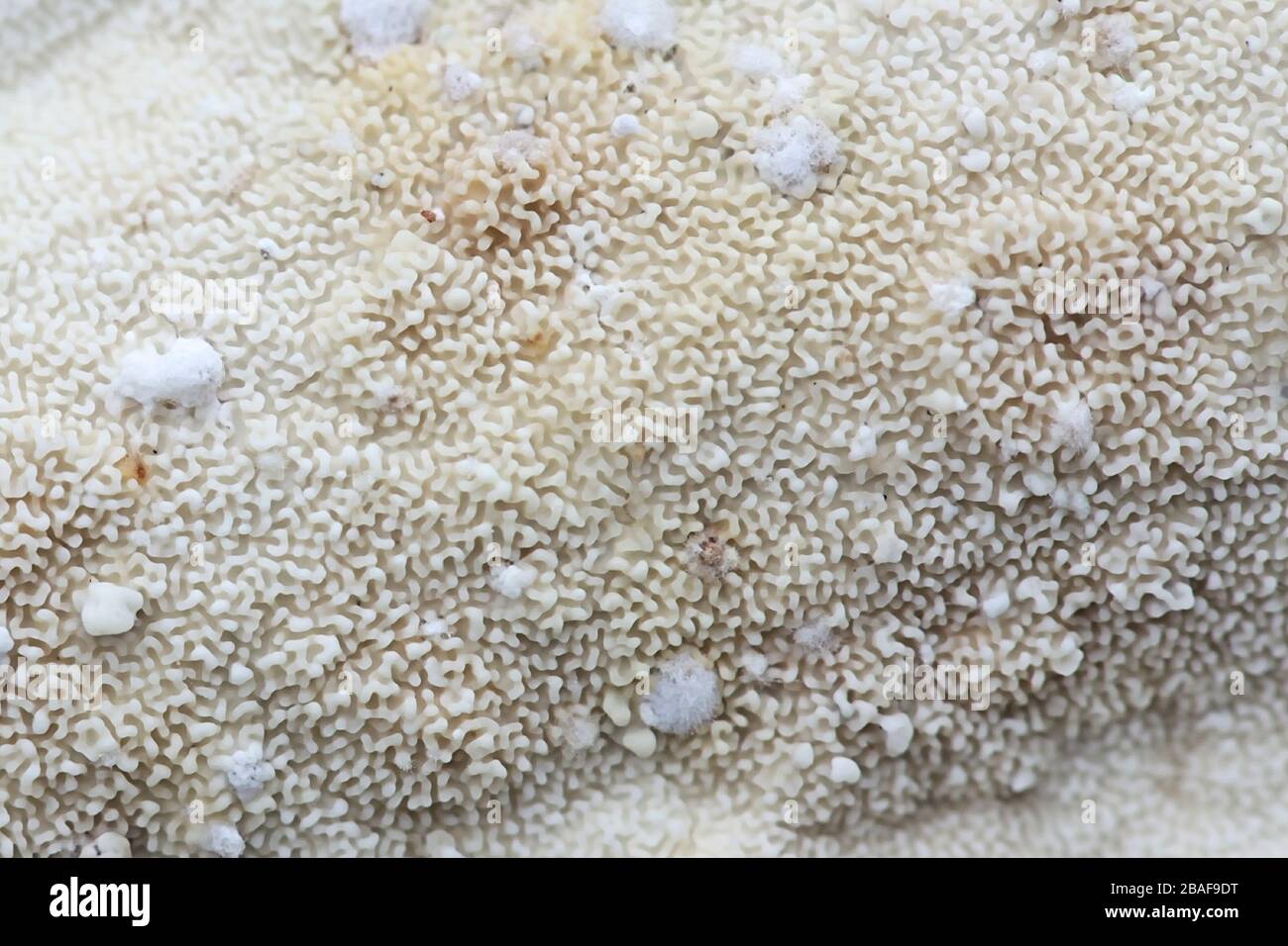 Netted crust fungus hi-res stock photography and images - Alamy