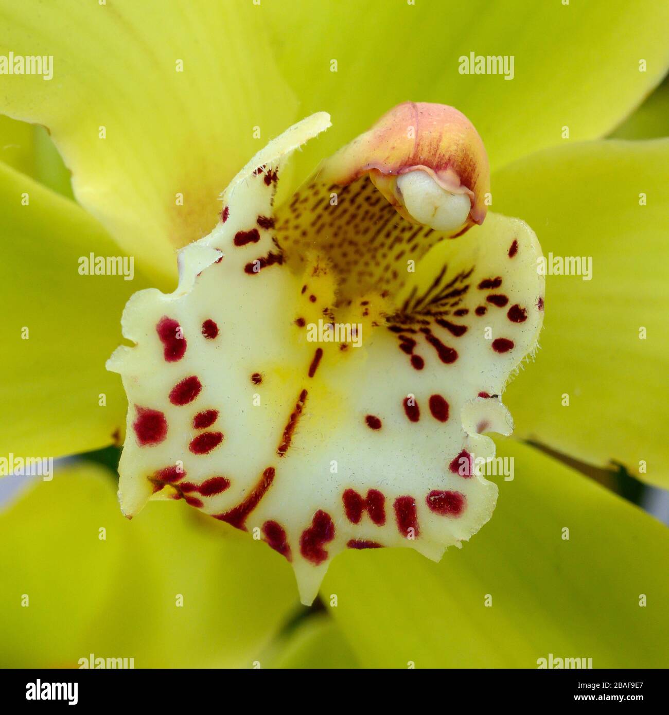 Cream orchid flower hi-res stock photography and images - Alamy