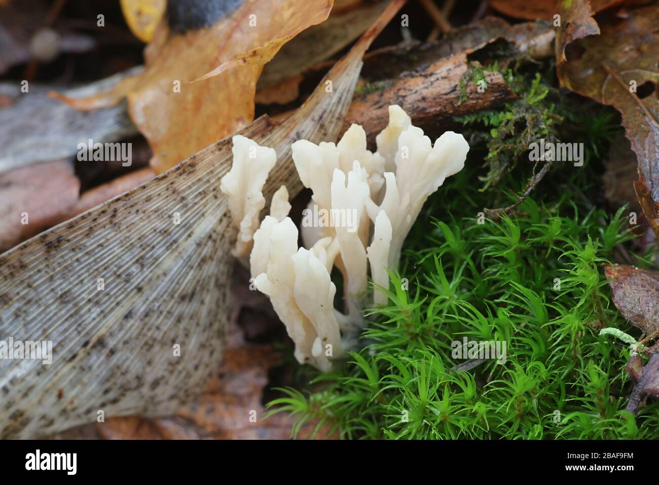 Club mosses hi-res stock photography and images - Alamy