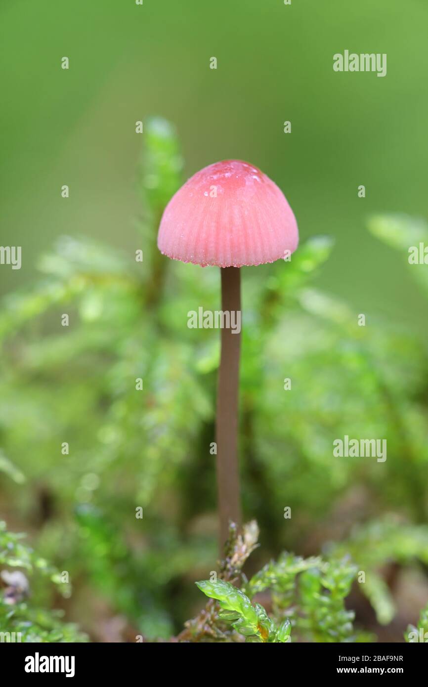 Pink bonnets hi-res stock photography and images - Alamy