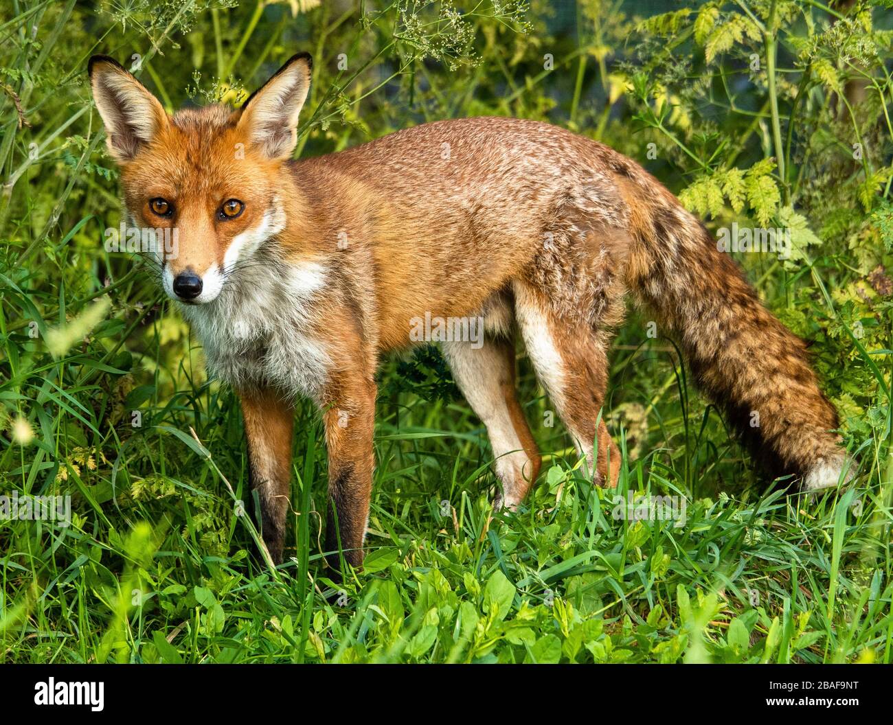 Red fox in grassland Stock Photo - Alamy