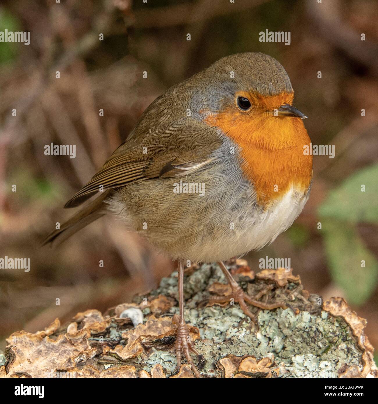 Robin on branch hi-res stock photography and images - Alamy