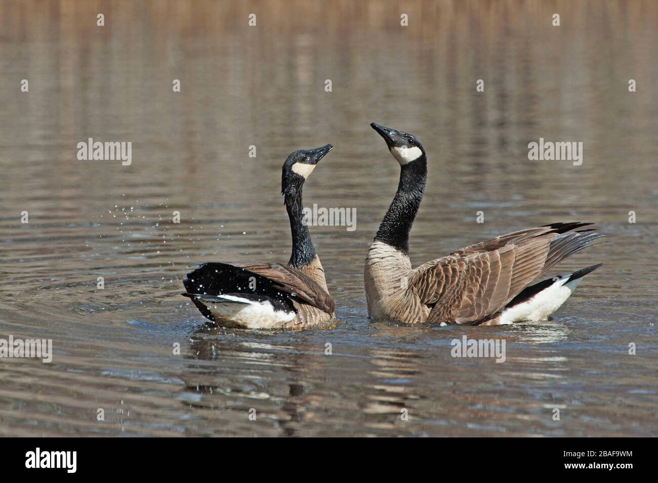 Pair geese hi-res stock photography and images - Alamy