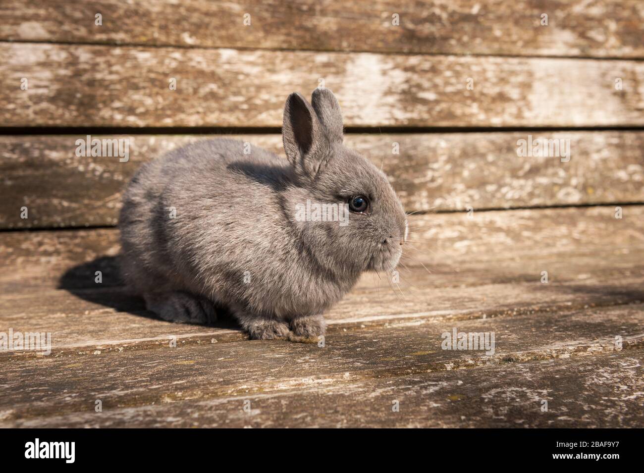 A young small rabbit sitting on a wooden bench outside in the garden on ...