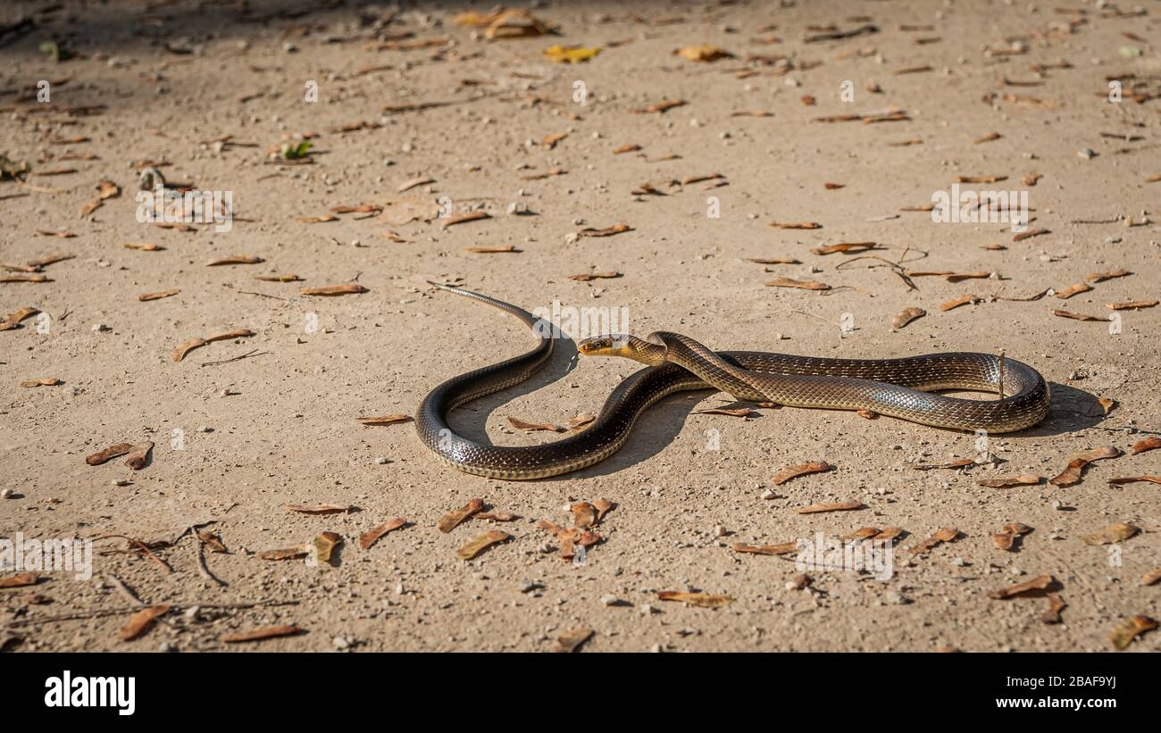 Fear snake person hi-res stock photography and images - Alamy