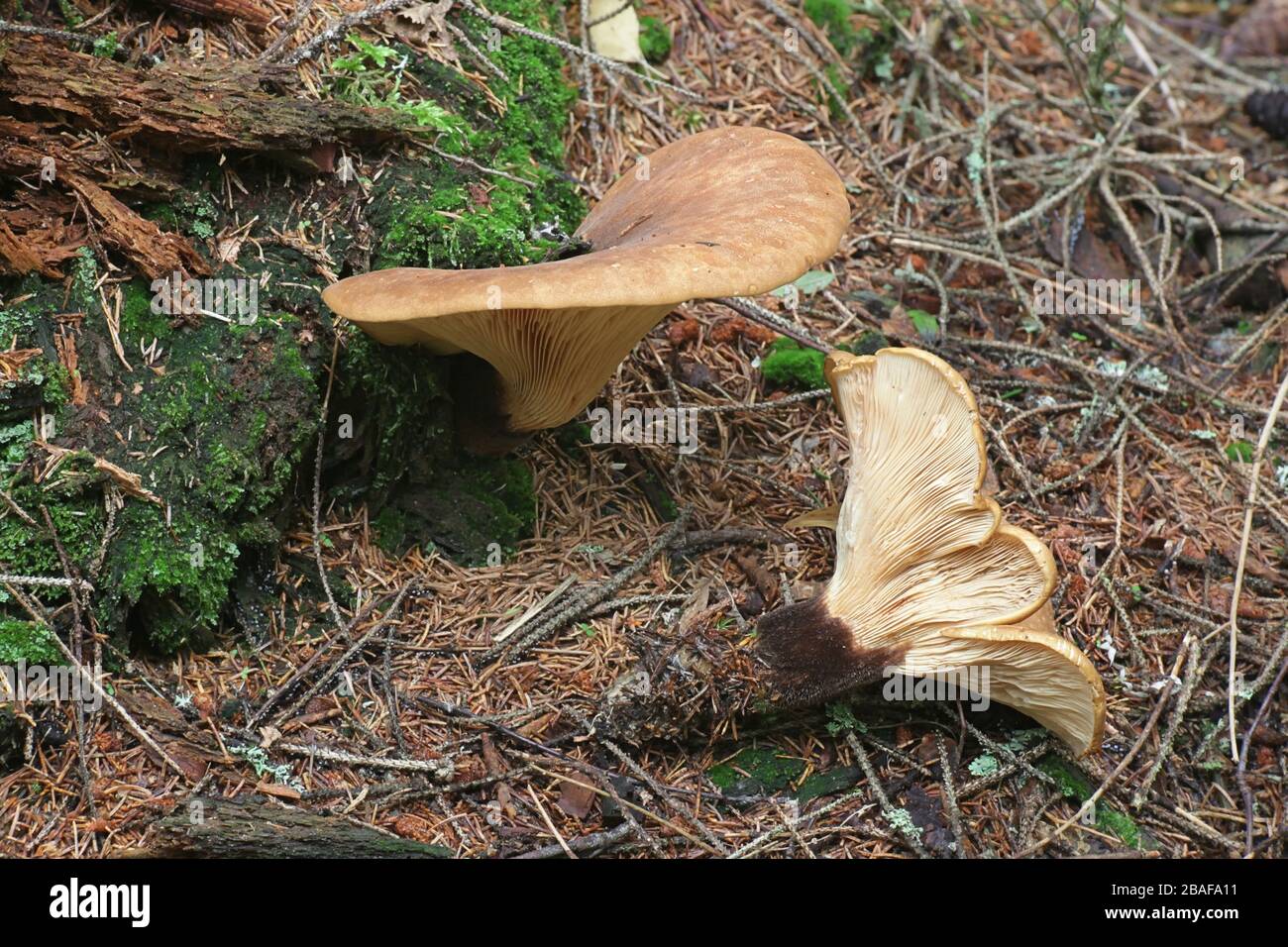 Tapinella atrotomentosa, known as the velvet roll-rim or velvet-footed ...