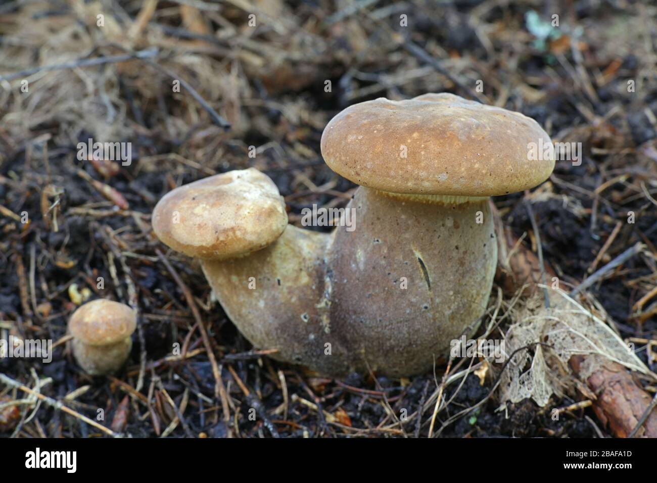 Tapinella atrotomentosus hi-res stock photography and images - Alamy