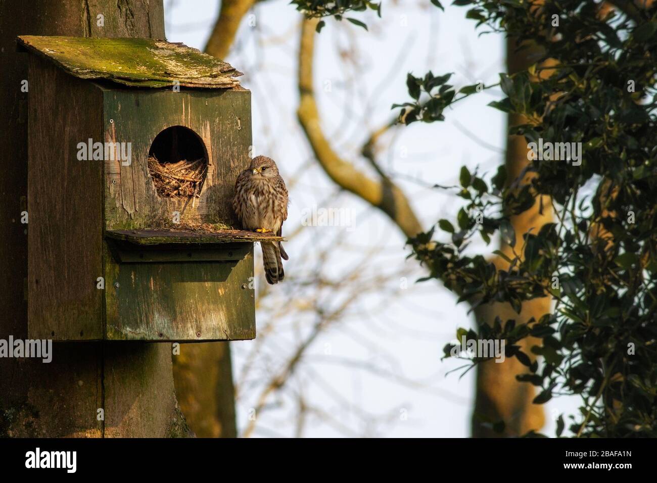Kestrel nest box hi-res stock photography and images - Alamy