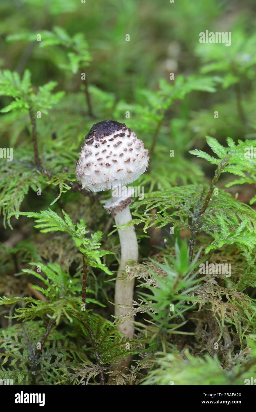 Lepiota felina, commonly known as Cat Dapperling, wild mushroom from ...