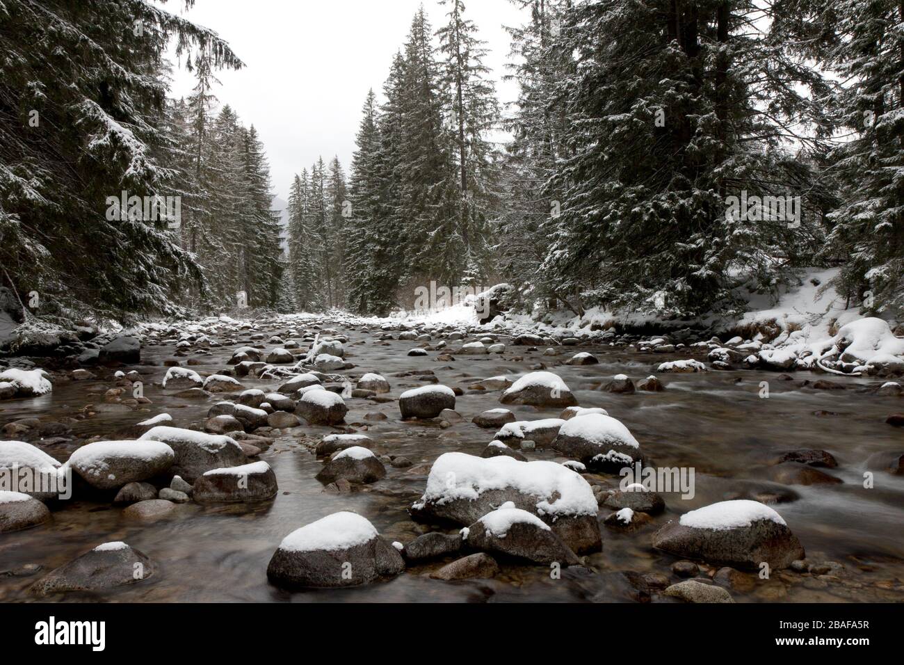 Witner forest hi-res stock photography and images - Alamy