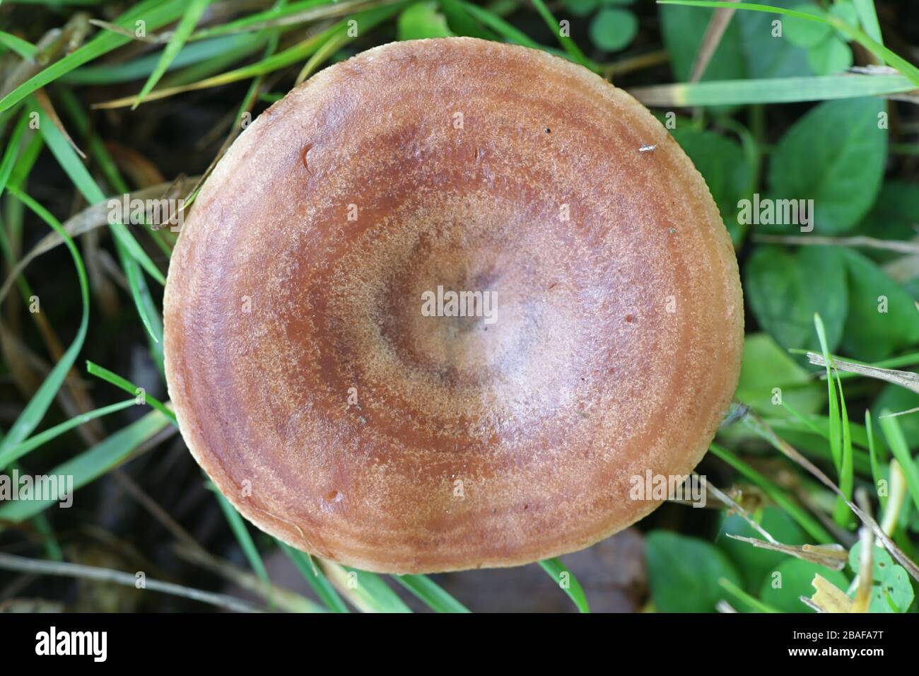 Lactarius quietus, known as the oak milkcap, oakbug milkcap or southern ... Lactarius quietus, known as the oak milkcap, oakbug milkcap or southern ...
