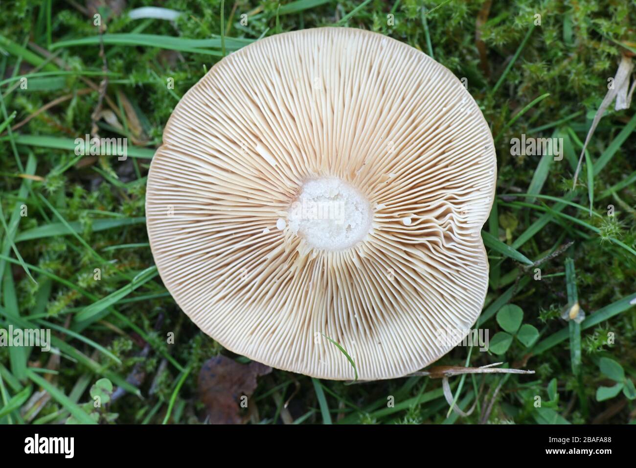 Oak milkcap hi-res stock photography and images - Alamy