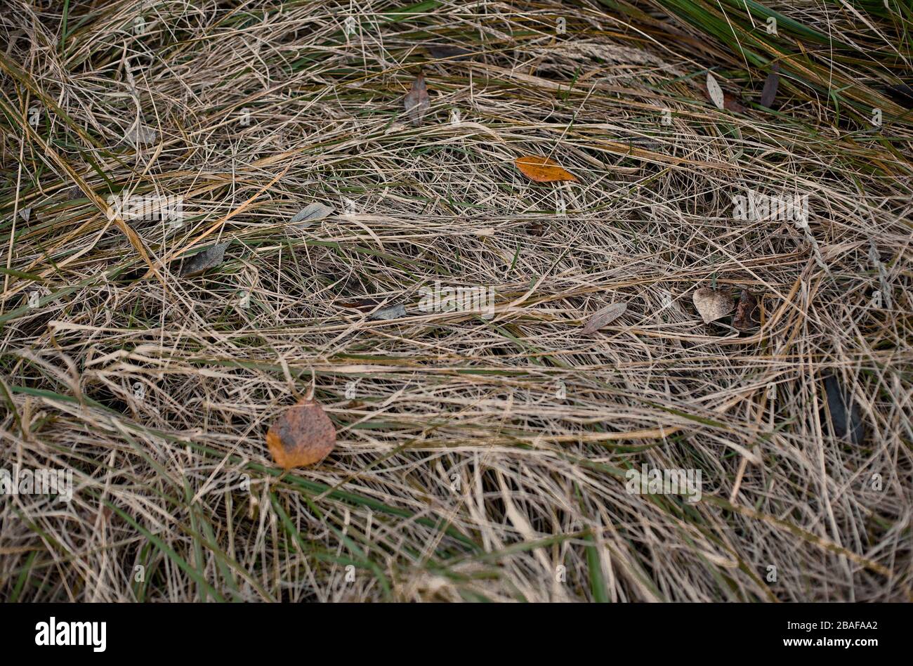 Straw texture wallpaper background hi-res stock photography and images ...