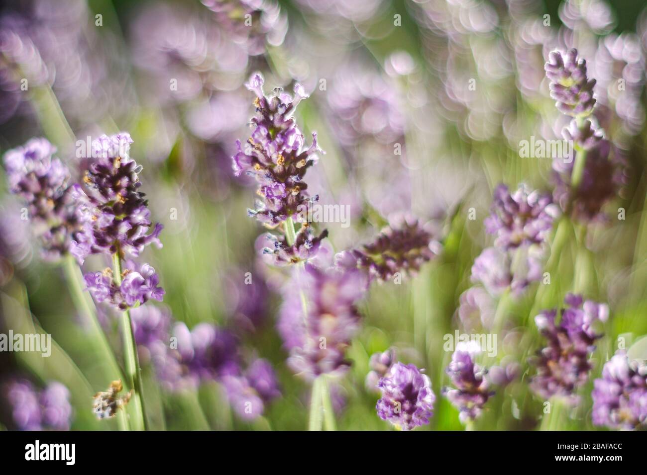 Delicate lavender flowers hi-res stock photography and images - Alamy