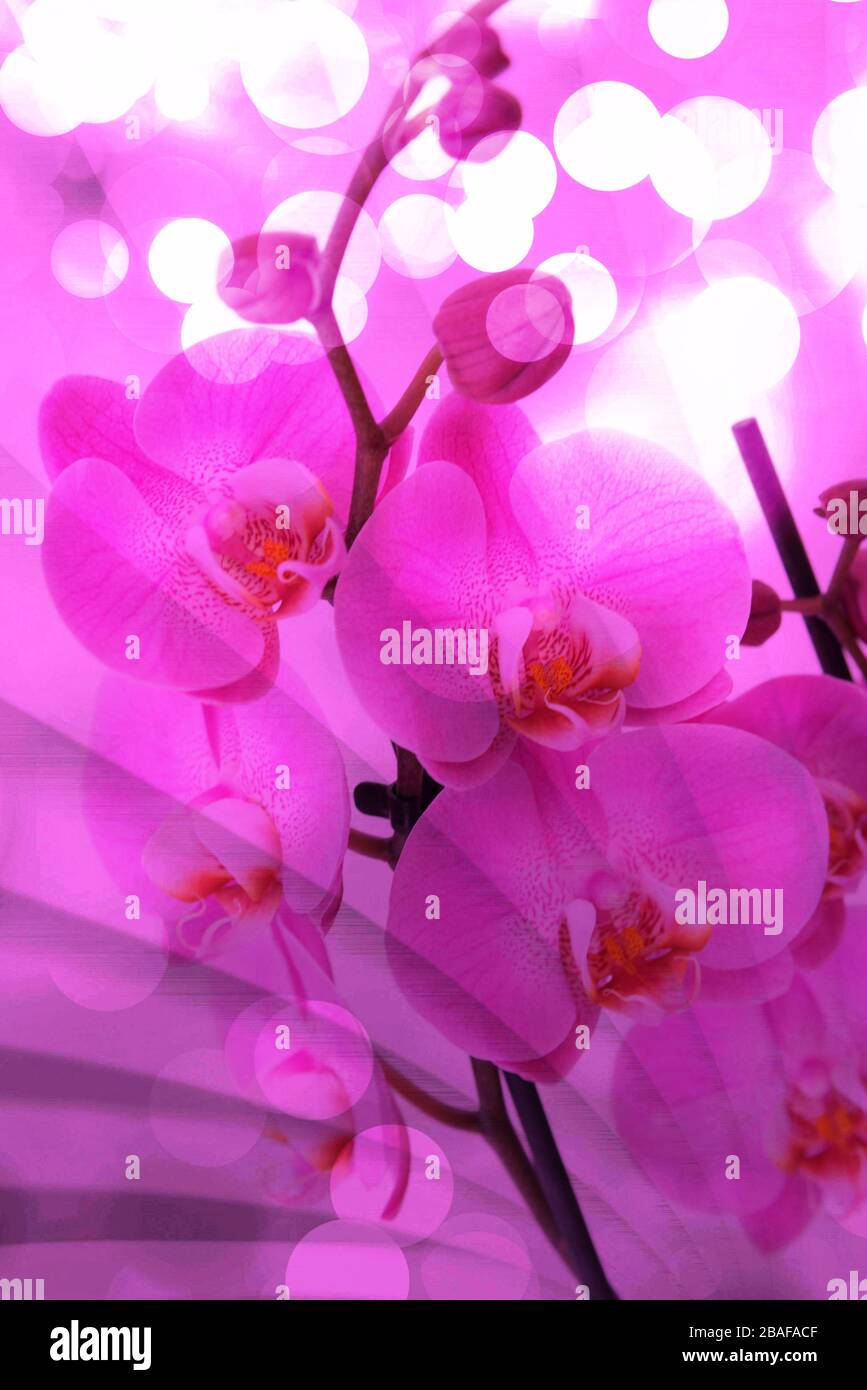 Indoor studio still life photography as being isolated to the COVID 19 ...