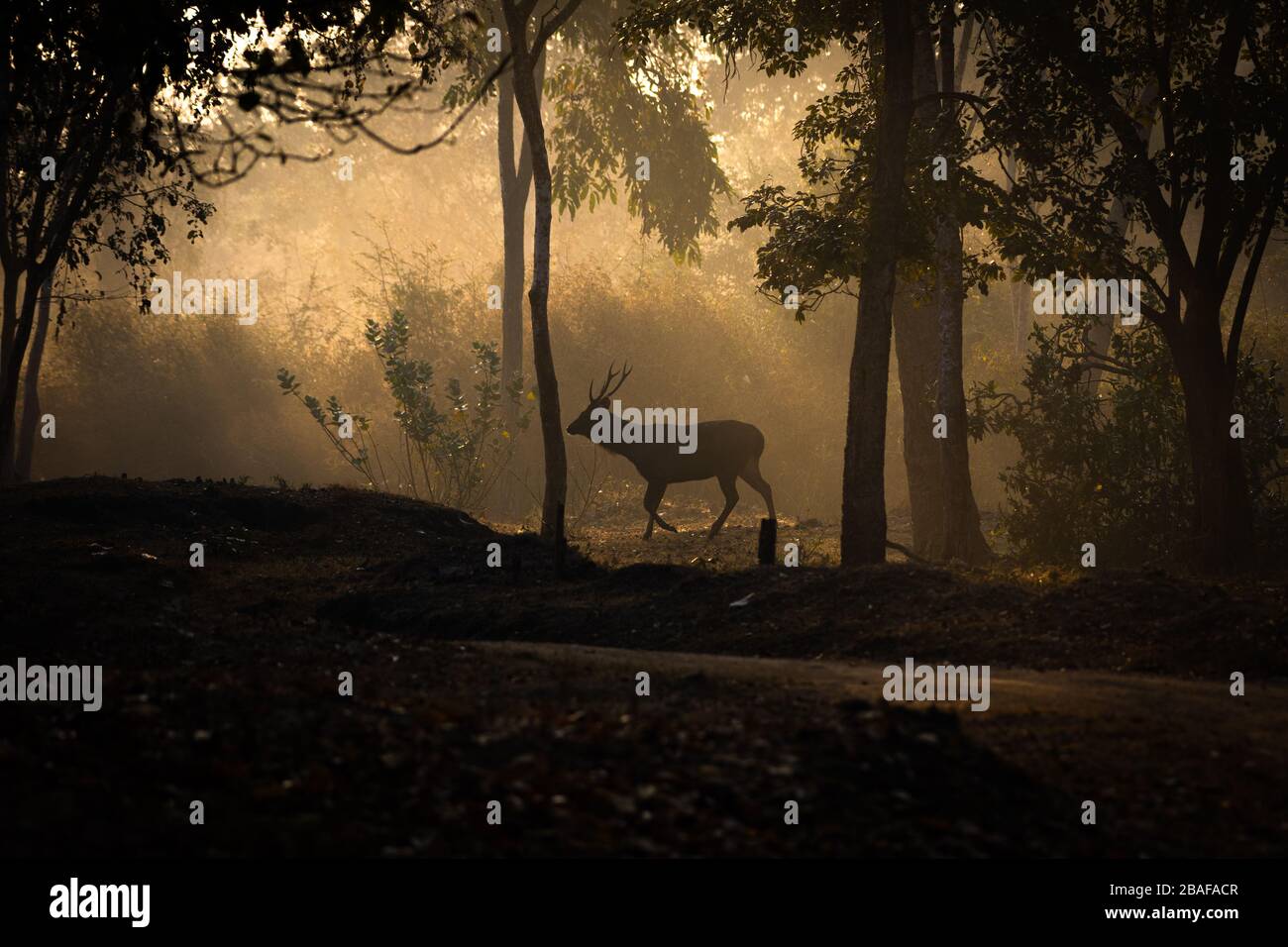 Sambar Deer walking between the trees in a misty morning Stock Photo ...
