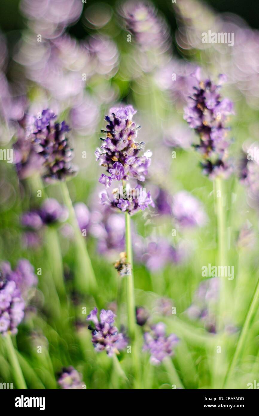 Delicate lavender flowers hi-res stock photography and images - Alamy