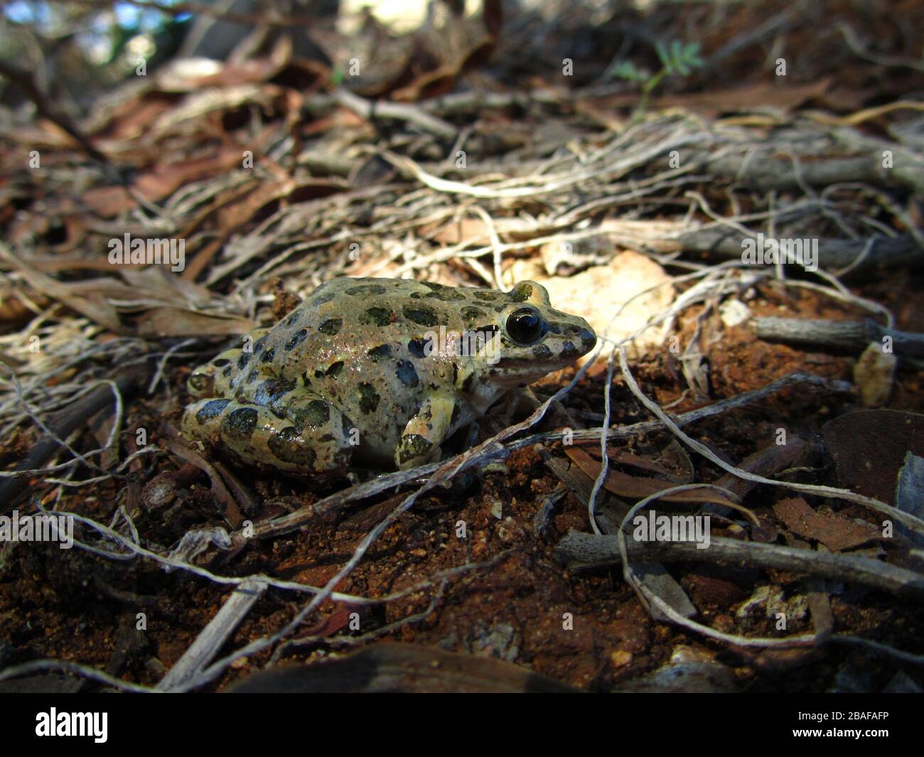 Mediterranean painted frog in a forest in Malta - Discoglossus pictus ...