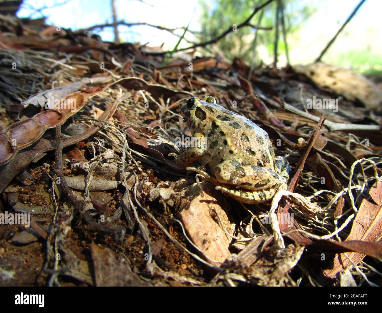 Mediterranean painted frog in a forest in Malta - Discoglossus pictus ...
