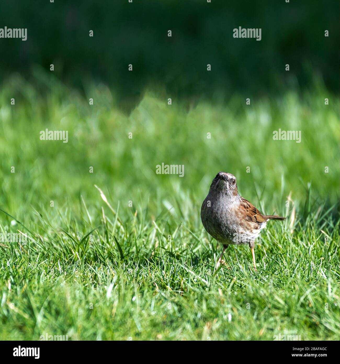 Dunnock, Prunella modularis, in garden Stock Photo - Alamy
