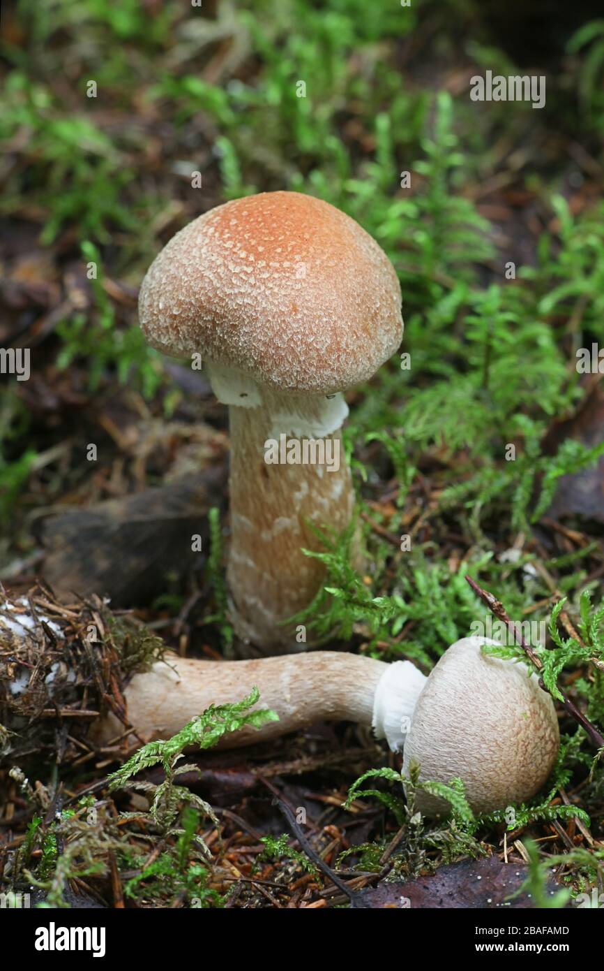 Cortinarius laniger, known as woolly webcap, wild mushrooms from ...