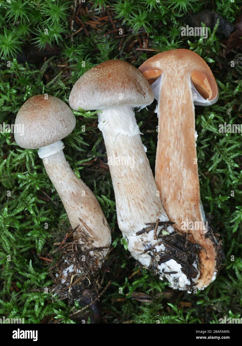Cortinarius laniger, known as woolly webcap, wild mushrooms from ...