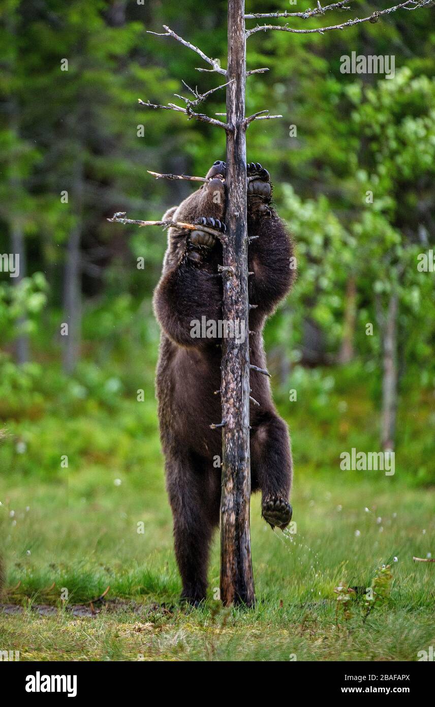 Brown bear climbing on tree in summer forest. Scientific name: Ursus ...