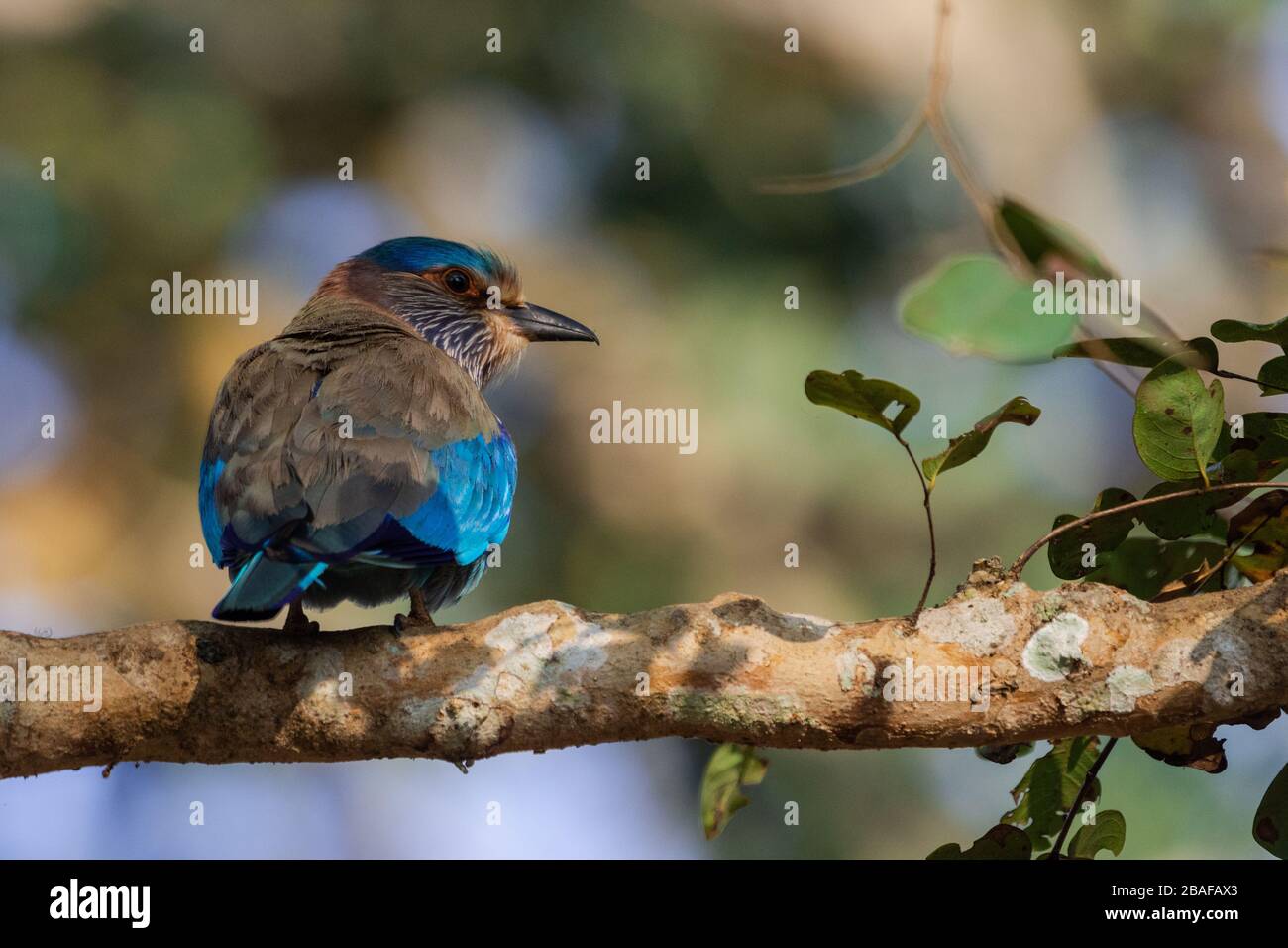 Indian roller blue jay hi-res stock photography and images - Alamy